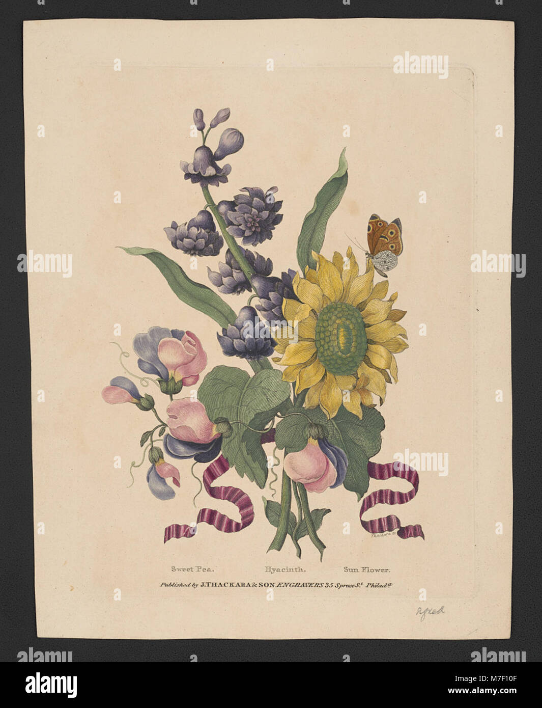 This botanical illustration shows sweet peas, hyacinths, and sunflowers ...