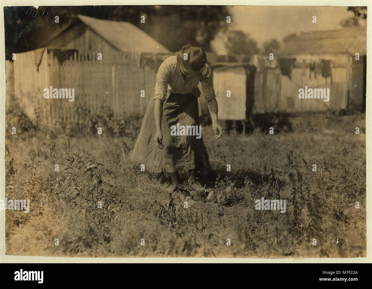 A 16-year-old girl tending to chicks at the home of William Olliges, a ...