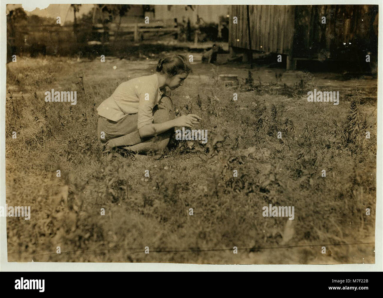 A photograph of a 16-year-old girl tending to chicks at the home of ...