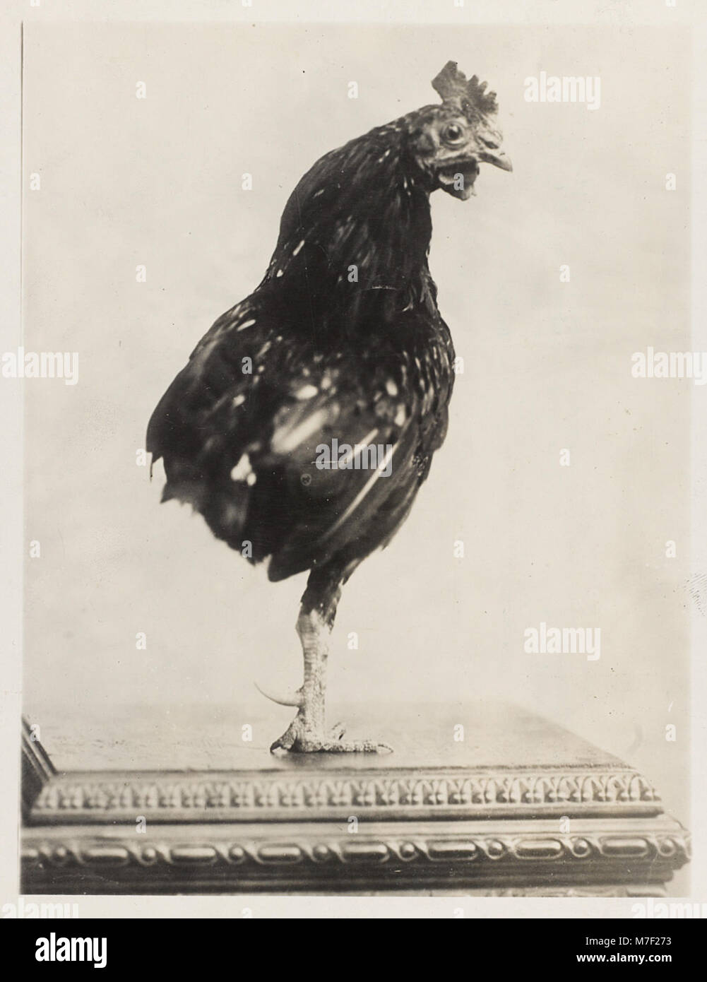 This image features Theodore Roosevelt's famous pet, a one-legged ...