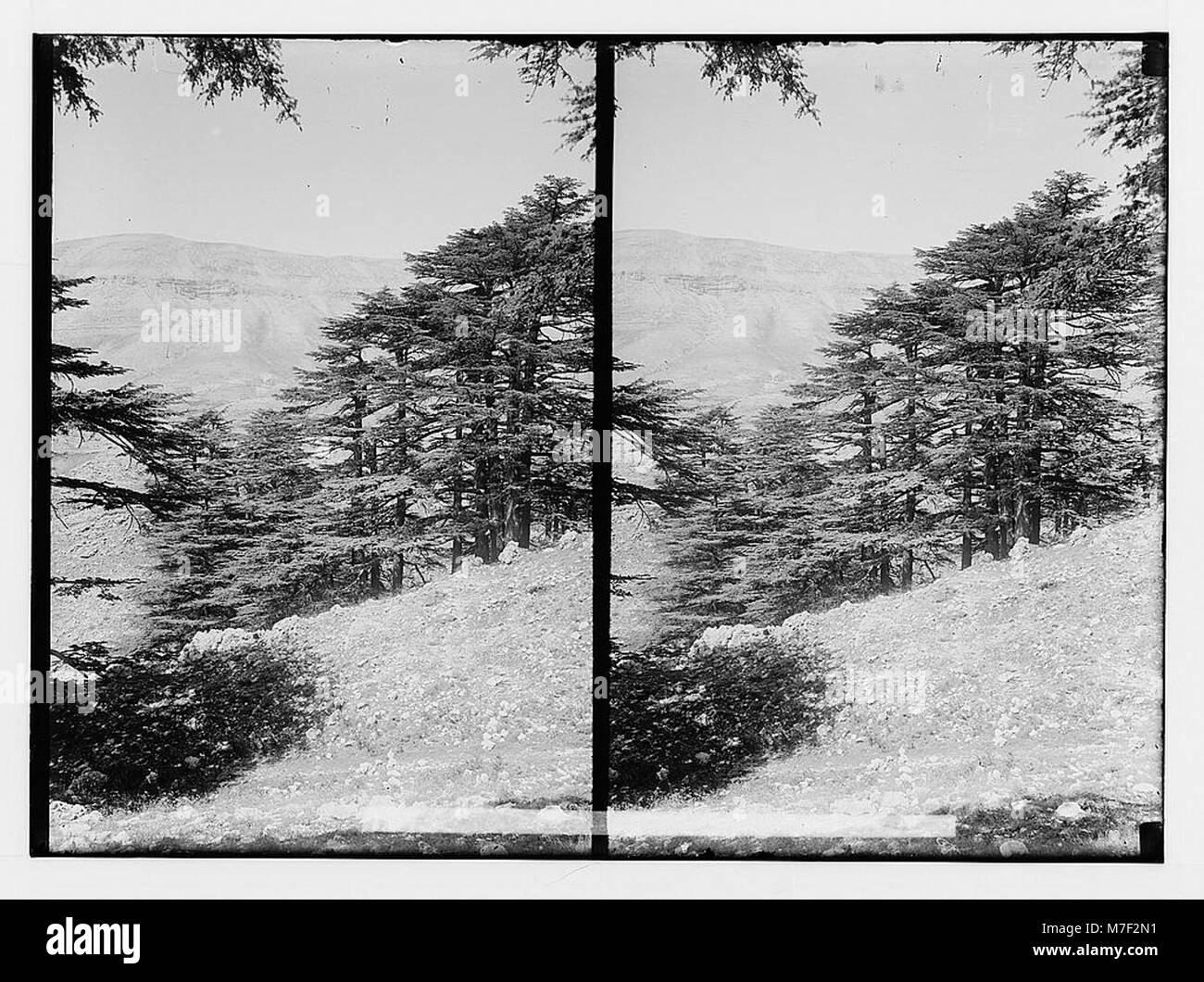 A grove of Cedrus Libani (Lebanon cedar trees) located on the west side ...