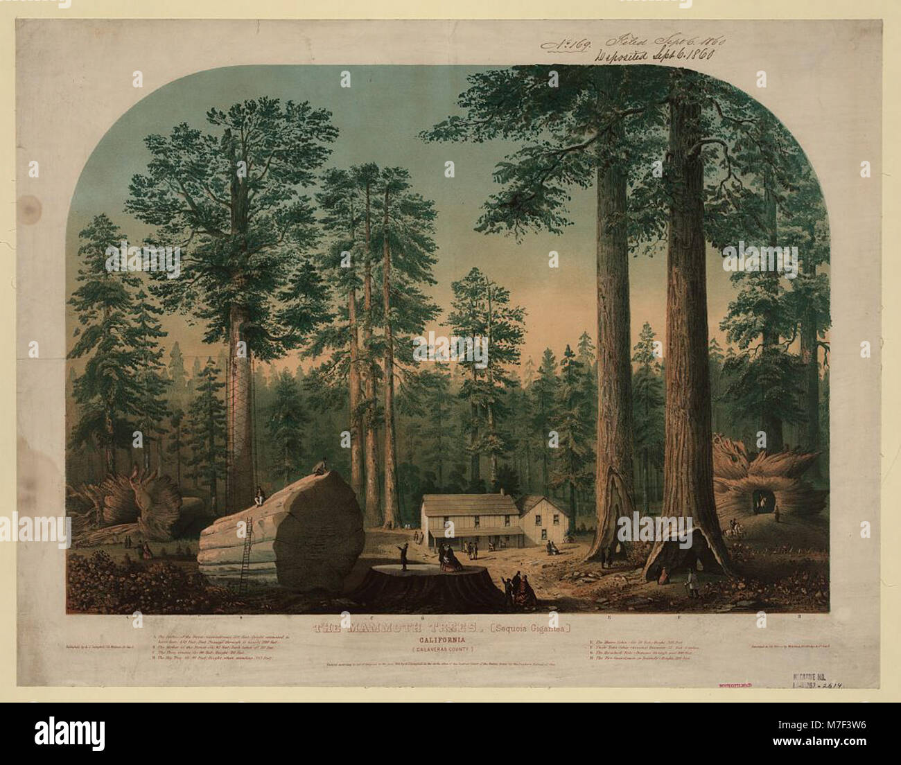 This image depicts the giant Sequoia trees (Sequoia gigantea) of ...
