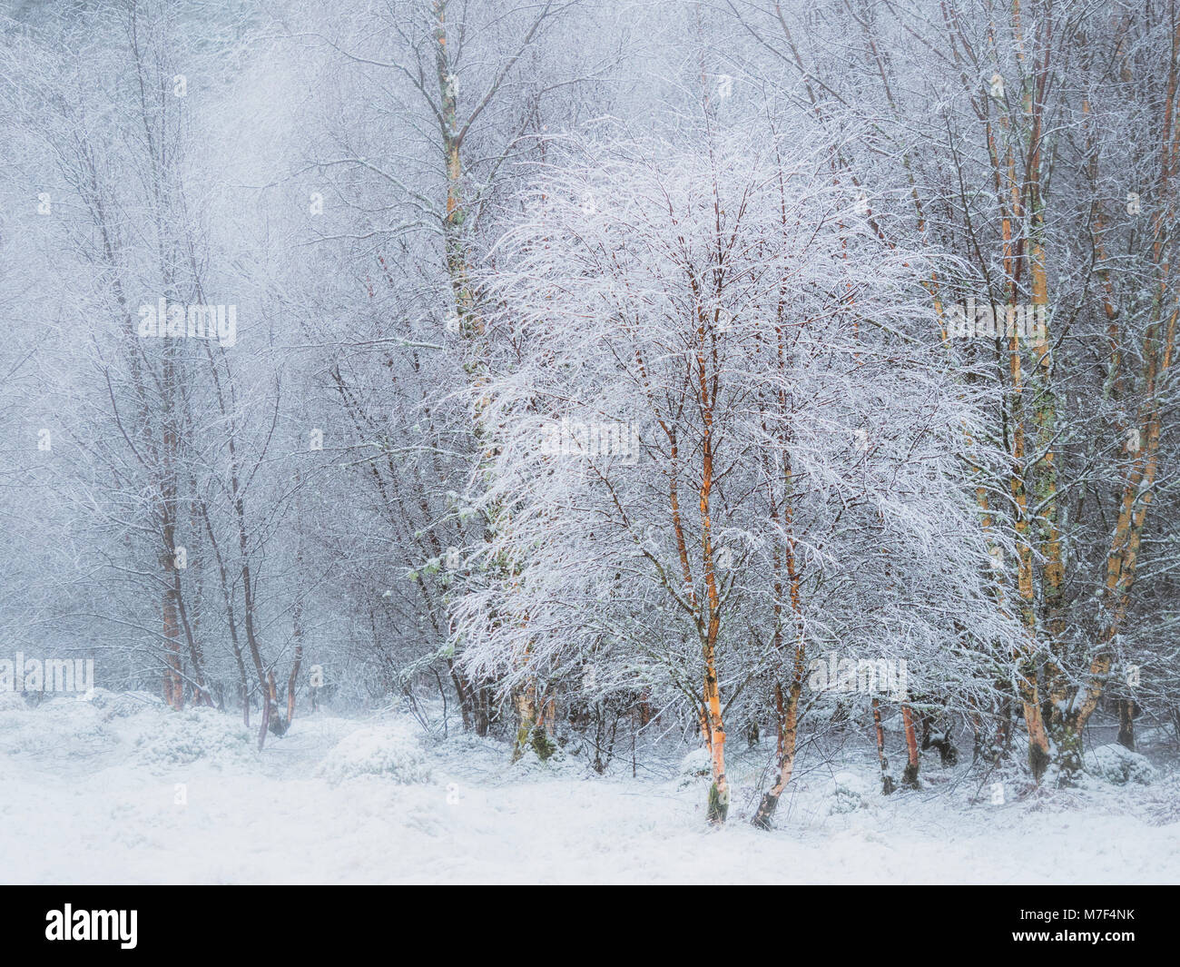 Larger trees hi-res stock photography and images - Alamy