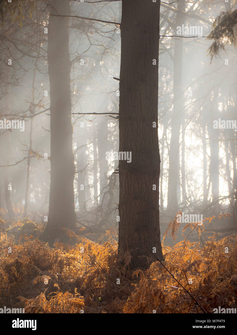 Misty tree trunks in an English woodland on a winters morning Stock ...