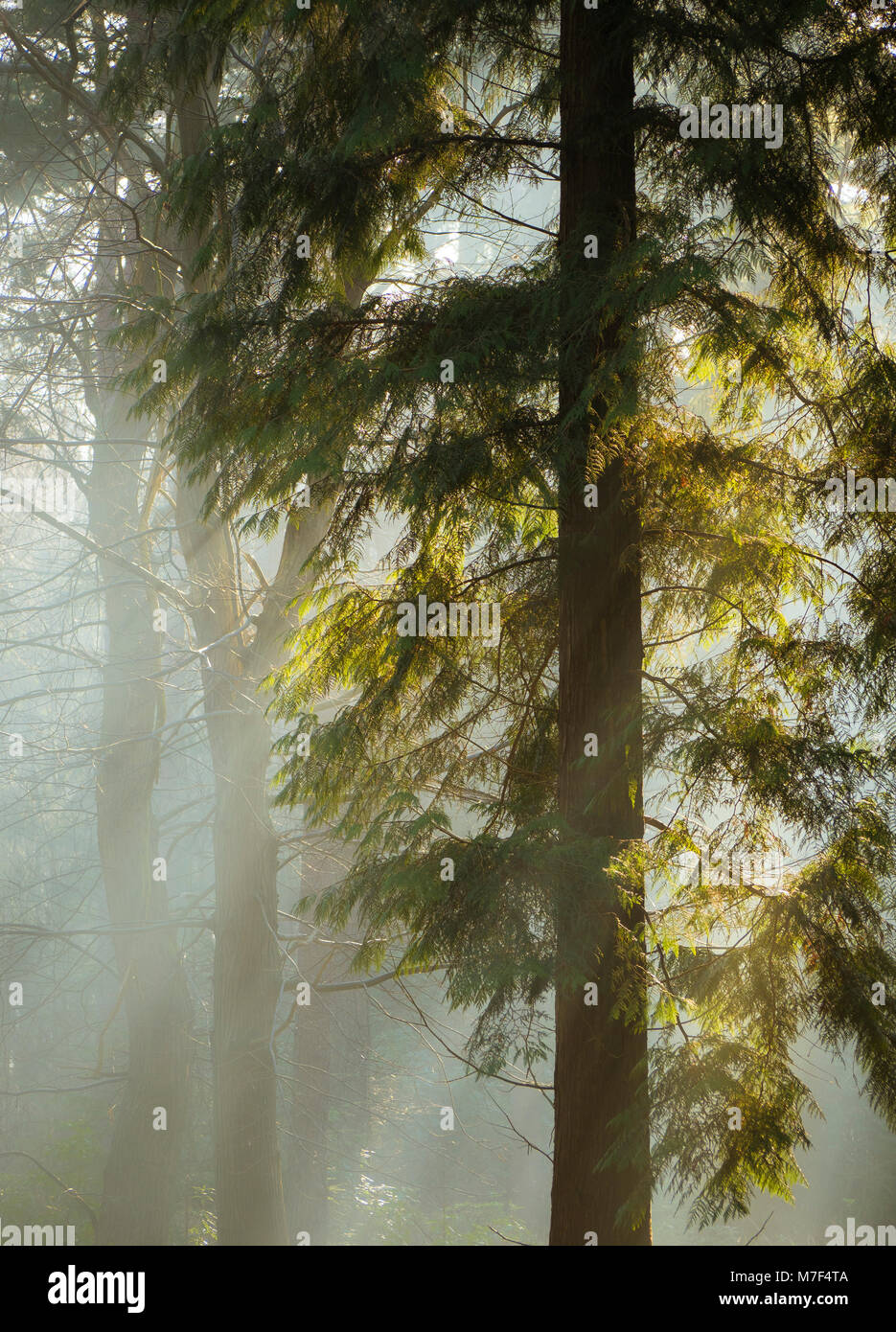Sunlight shining through a fur tree in an English woodland on a winters ...