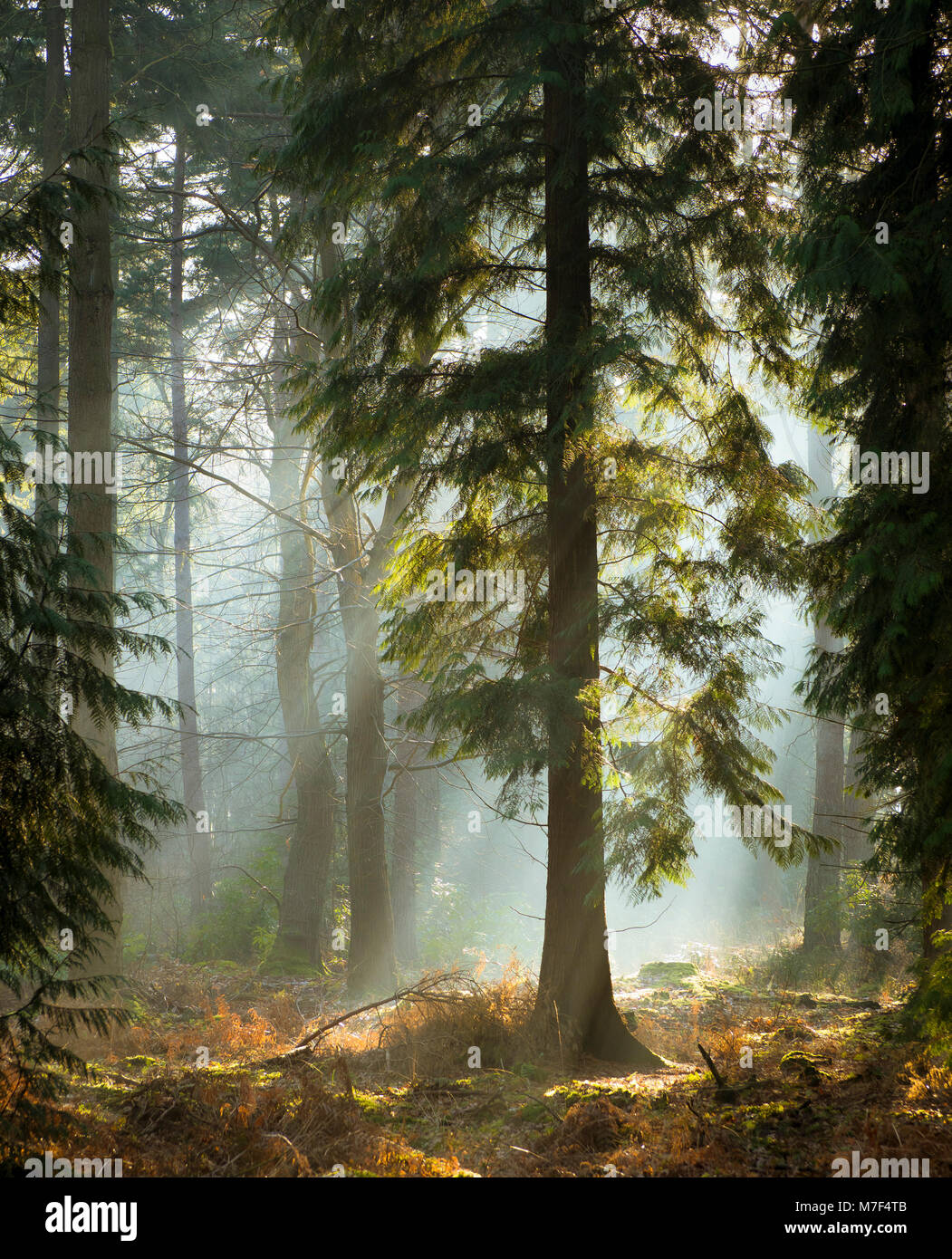 Sunlight shining through a fur tree in an English woodland on a winters ...