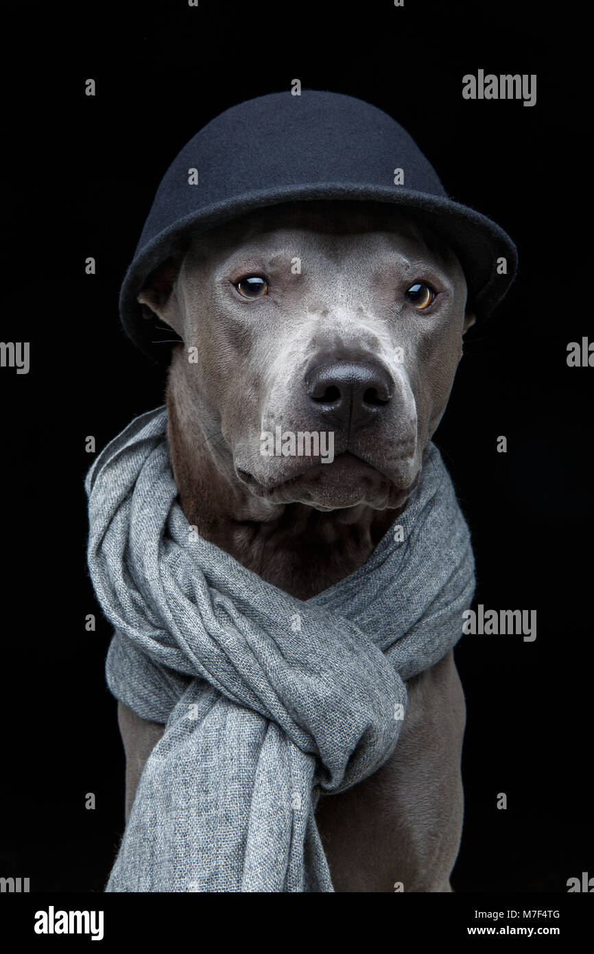 beautiful young blue thai ridgeback dog in black cap and grey scarf ...