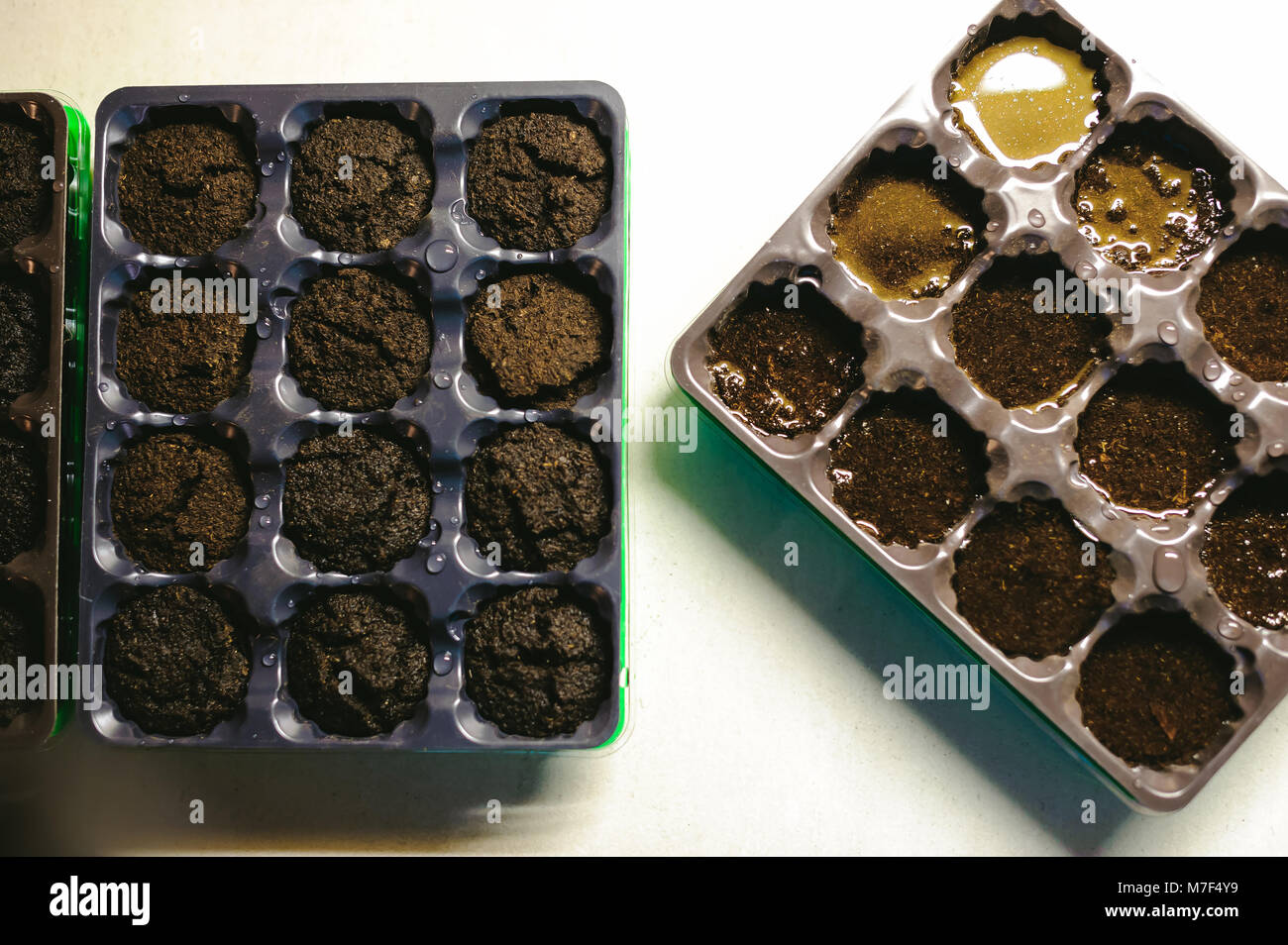 planting seeds at home in special containers Stock Photo - Alamy