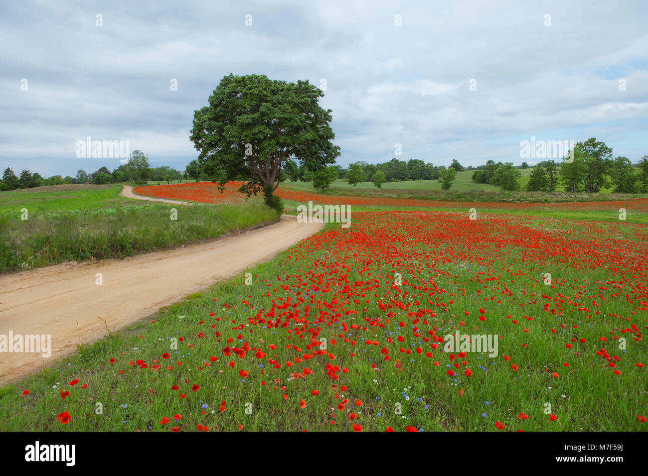 Big blue poppy hi-res stock photography and images - Alamy