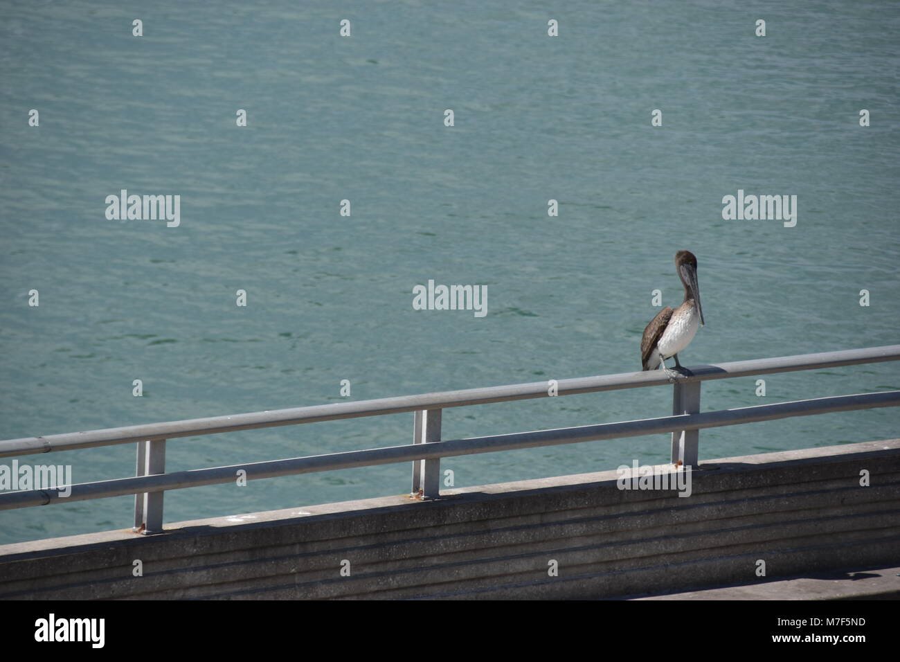 Miami bird hi-res stock photography and images - Alamy