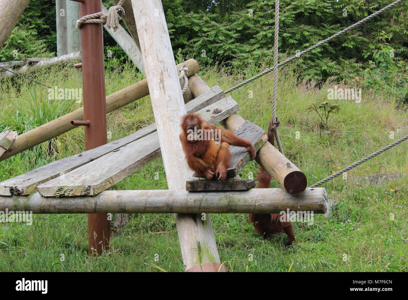 Orang china hi-res stock photography and images - Alamy