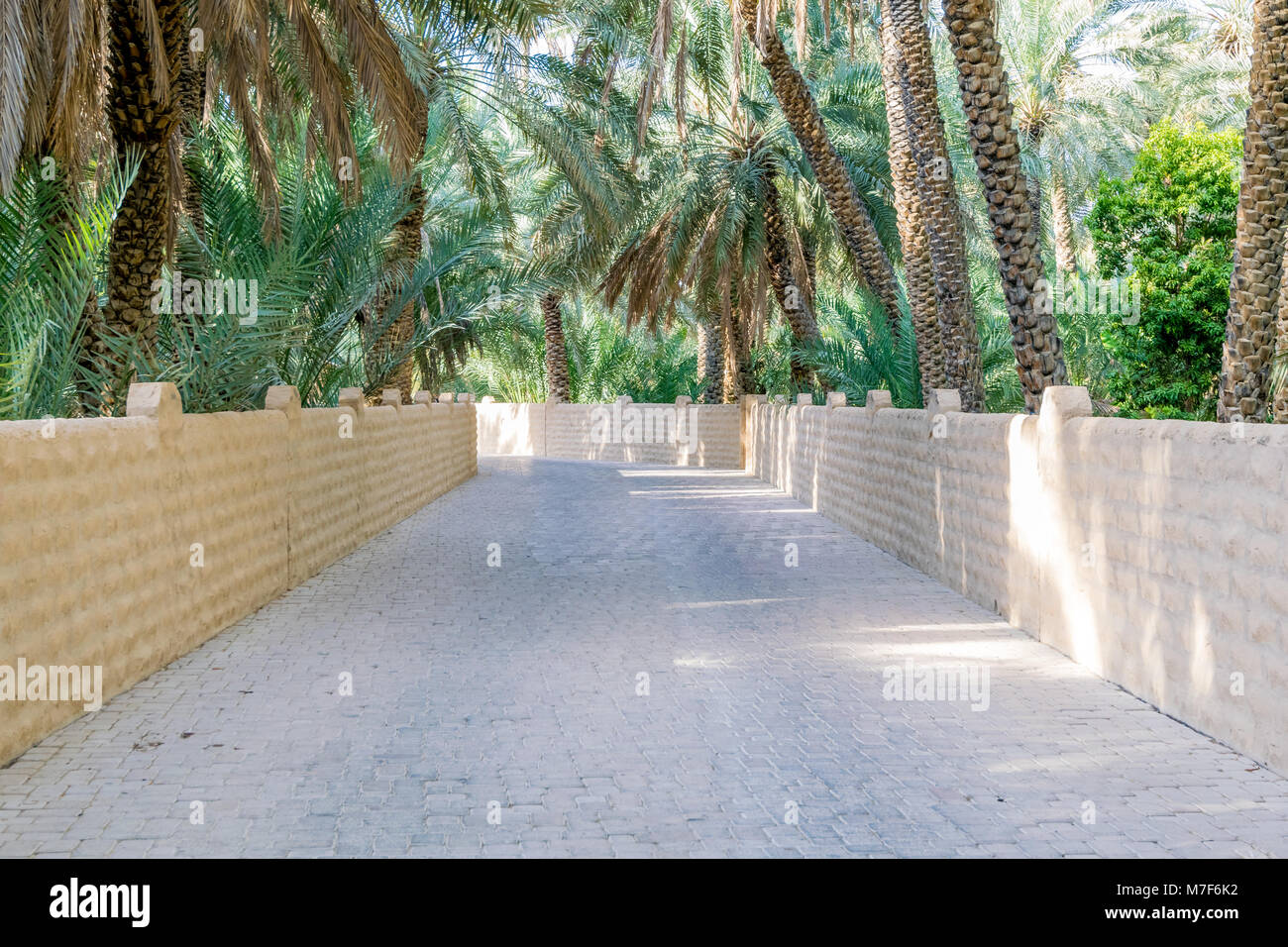 Al Ain oasis, Abu Dhabi, United Arab Emirates Stock Photo - Alamy