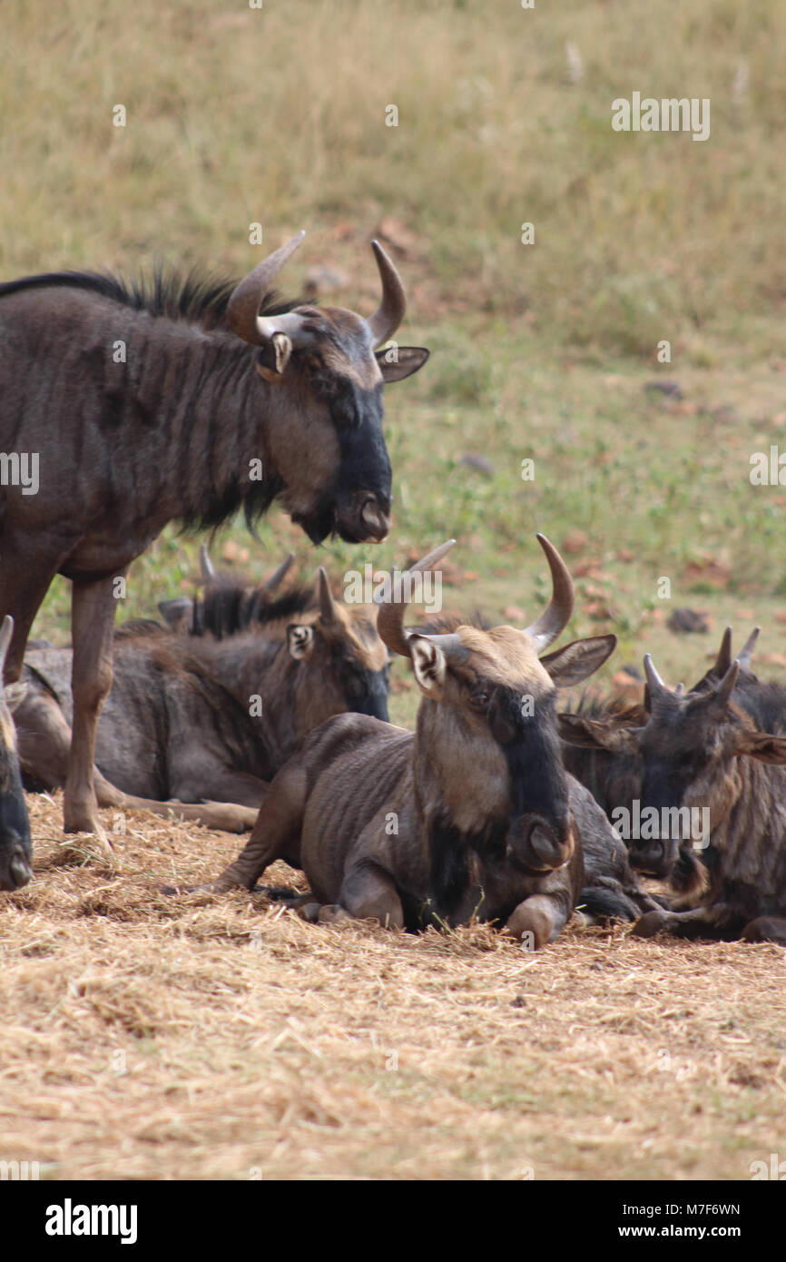 Blue wildebeest in Kruger National Park . A group and a family of ...