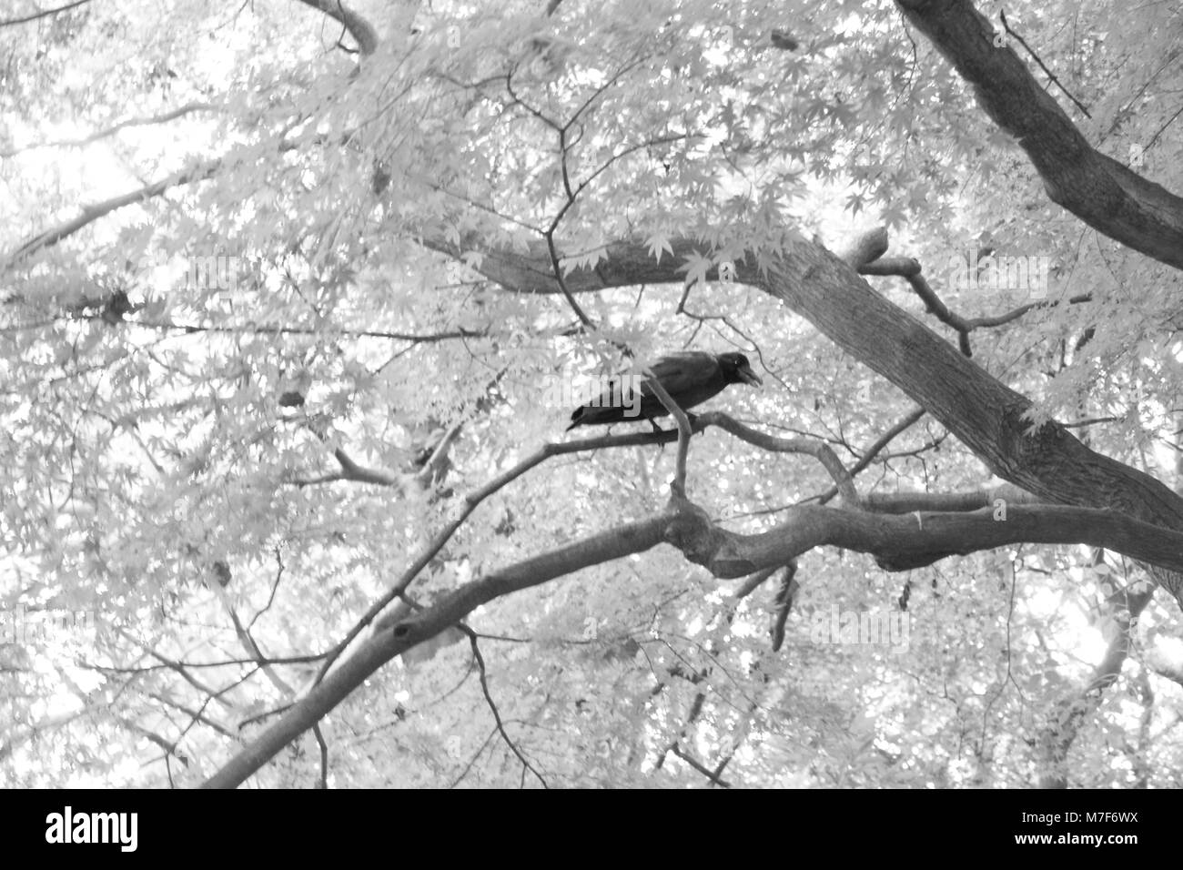 Crow rock Black and White Stock Photos & Images - Alamy