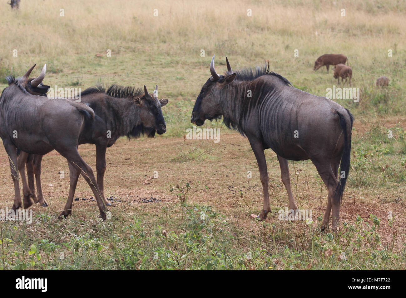 Safari phtography hi-res stock photography and images - Alamy