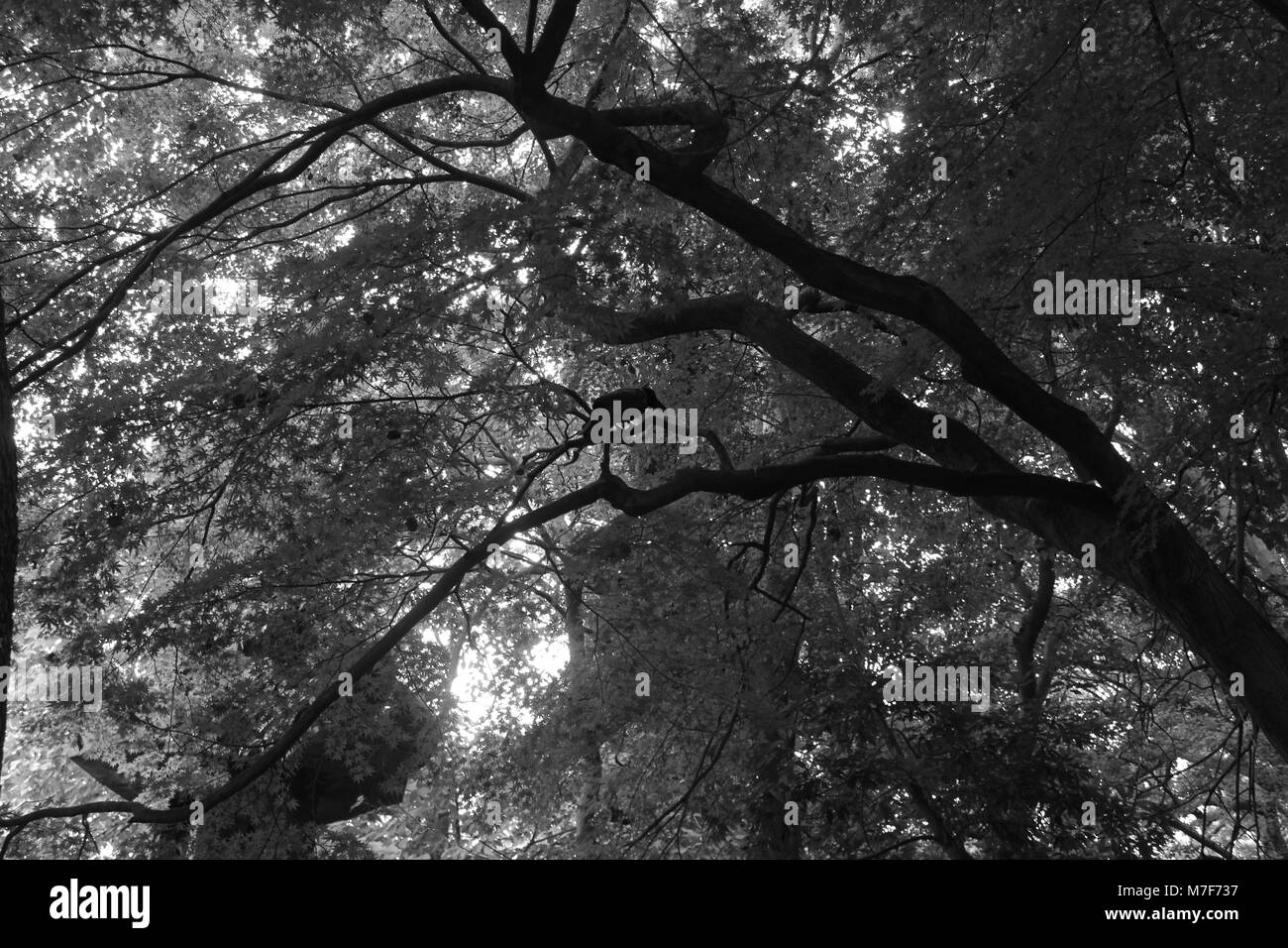 crow in maple tree Stock Photo - Alamy