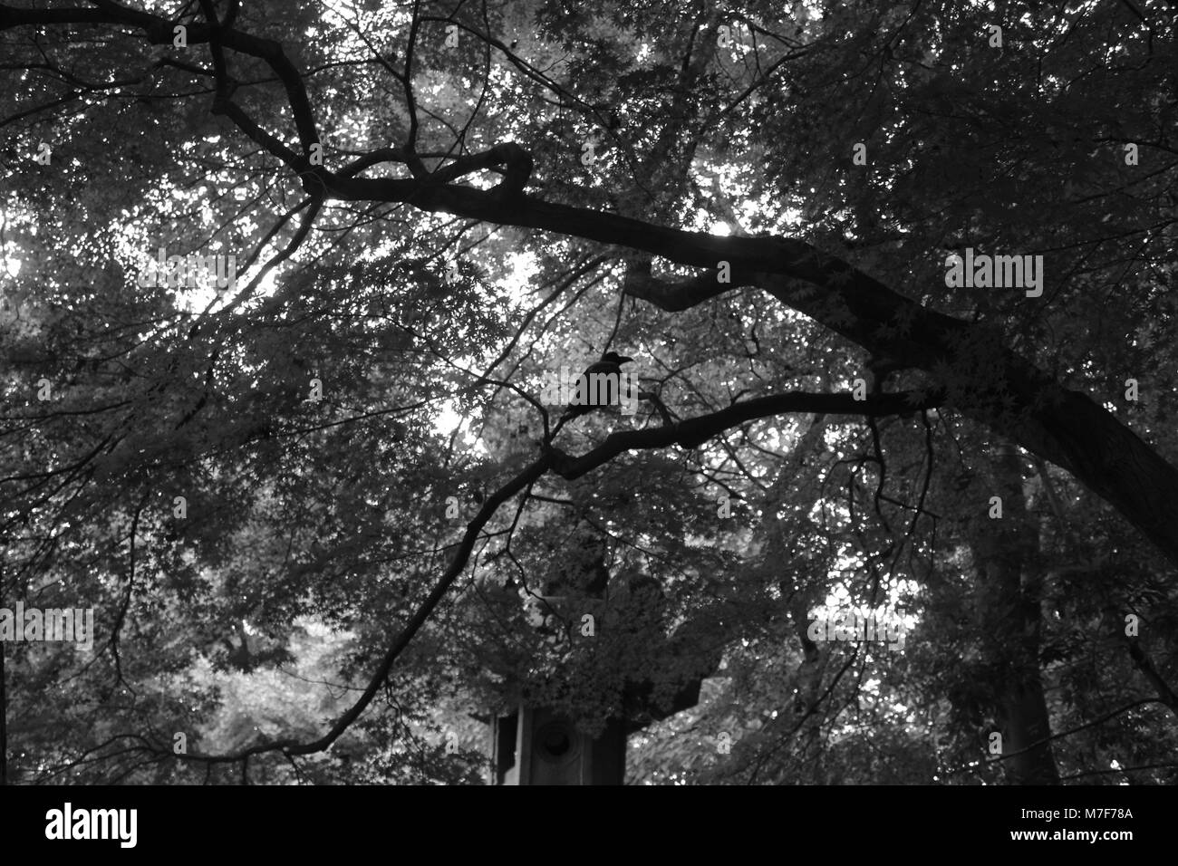 Crow rock Black and White Stock Photos & Images - Alamy