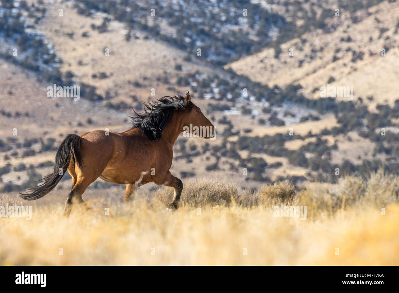 Wild Horses in the Utah Desert Stock Photo - Alamy