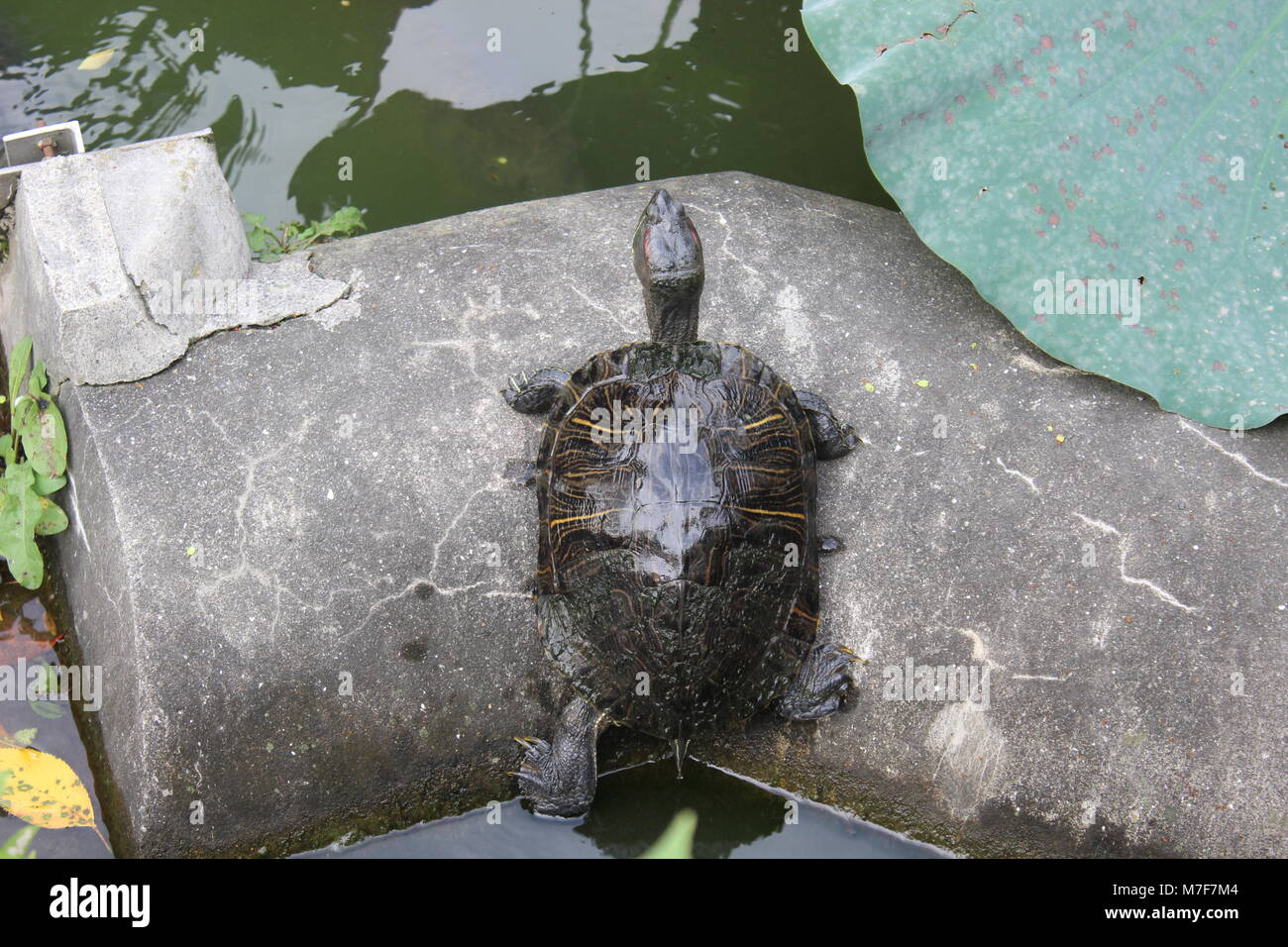 Blond turtle hi-res stock photography and images - Alamy