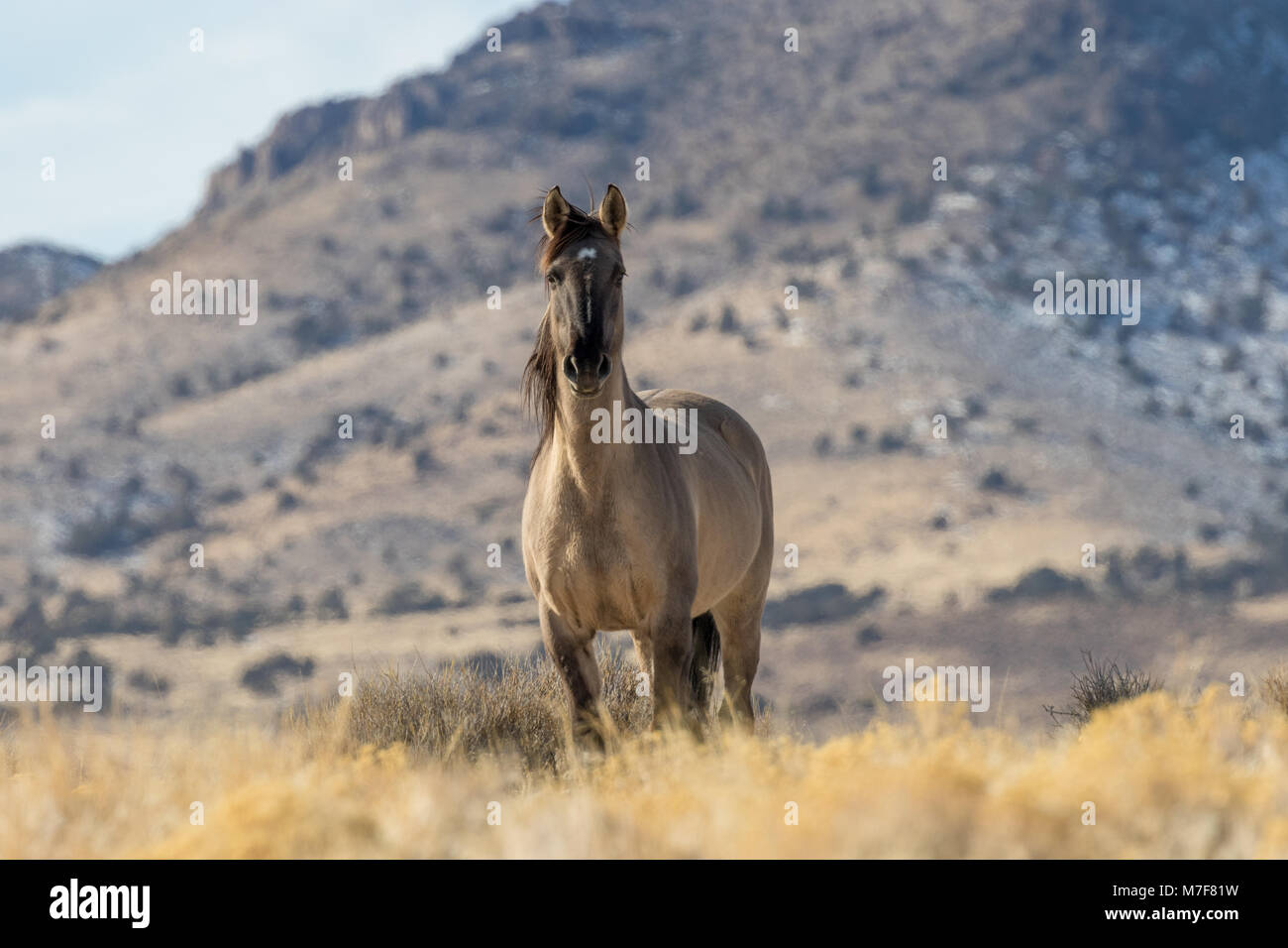 Wild Horses in the Utah Desert Stock Photo - Alamy