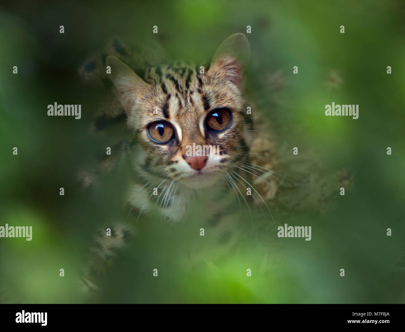 Asian leopard cat Prionailurus bengalensis Stock Photo - Alamy
