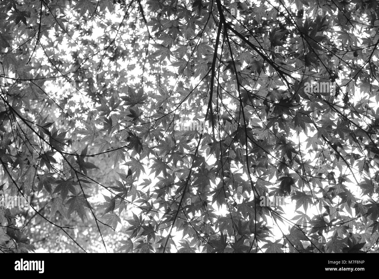 Maple forrest hi-res stock photography and images - Alamy