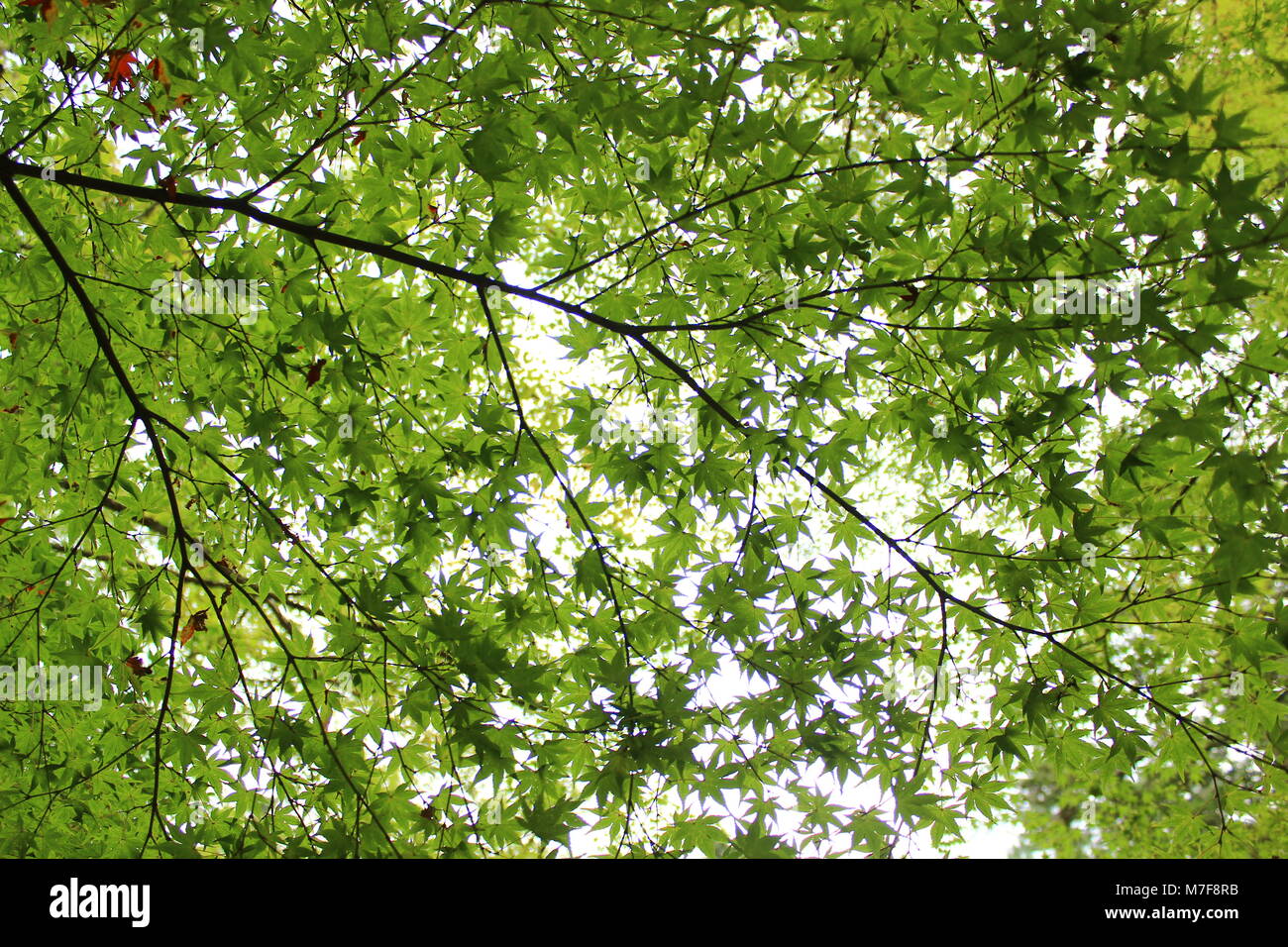 Maple bay hi-res stock photography and images - Alamy