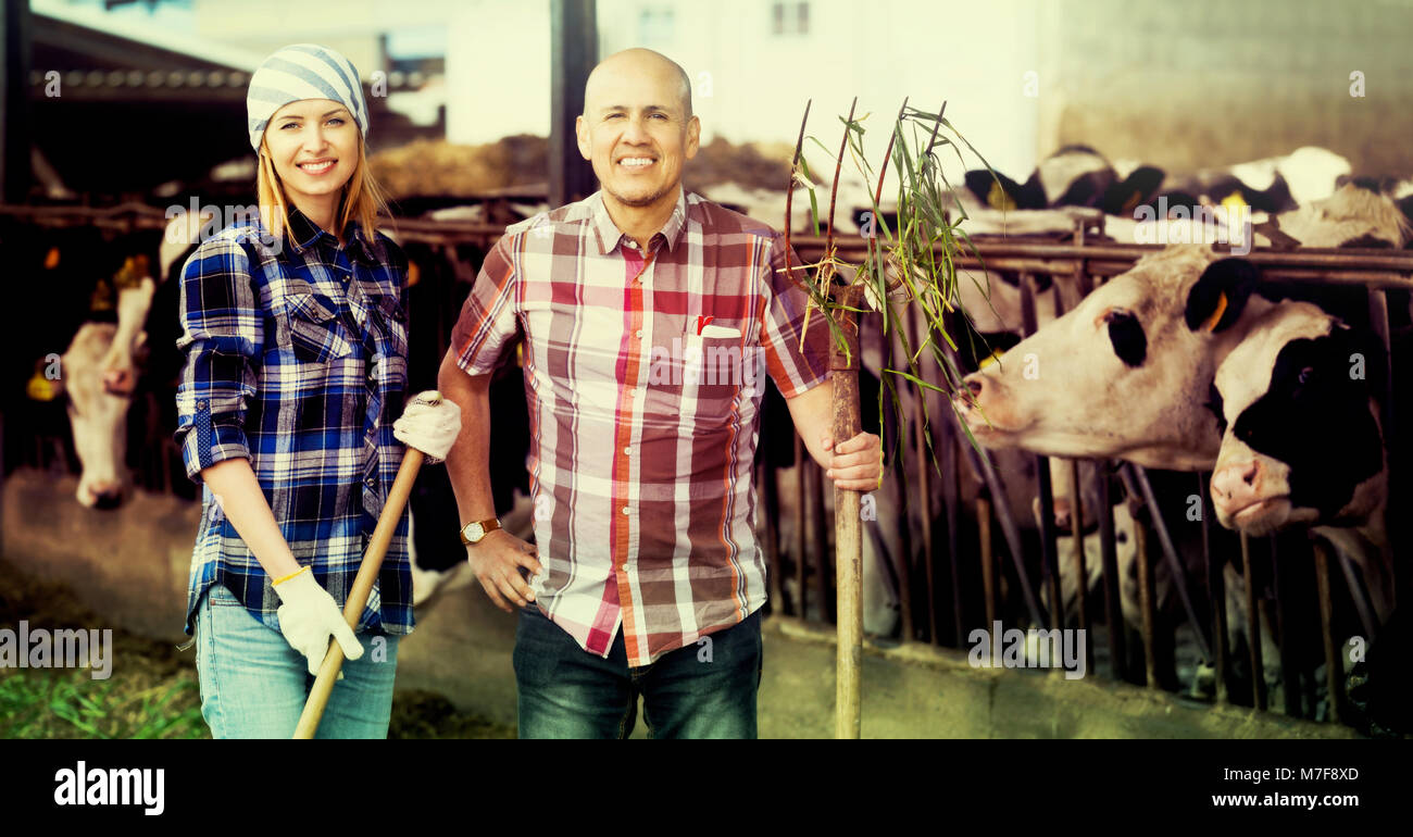 Smiling adult farm employees with pitchforks working in livestock barn ...