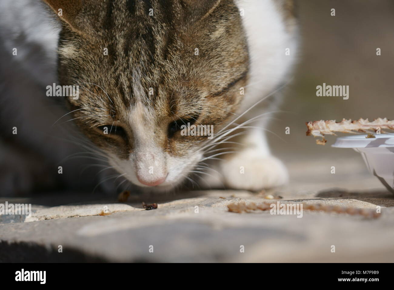 Fishboned hi-res stock photography and images - Alamy