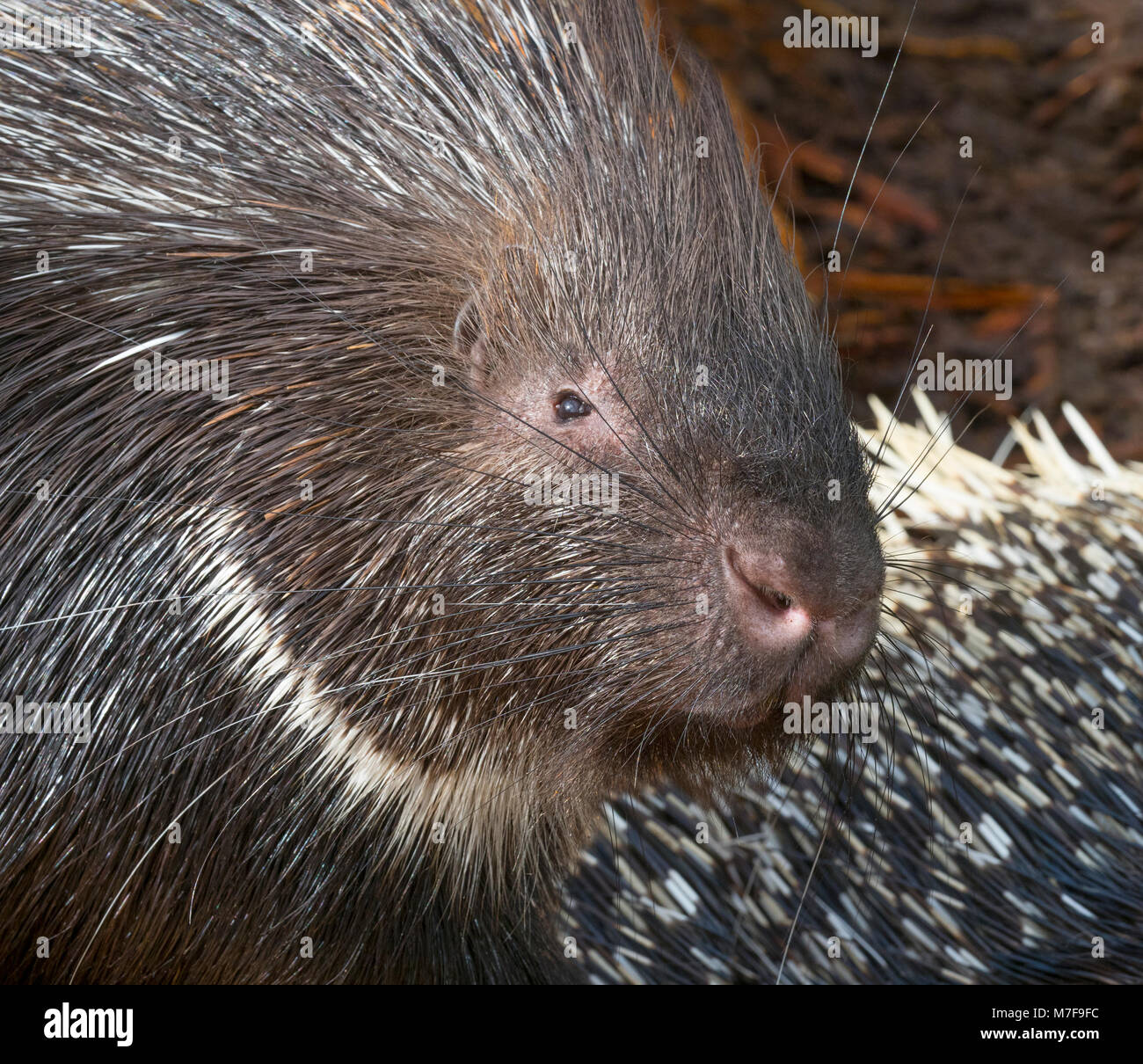Indian crested porcupine Hystrix indica Stock Photo - Alamy