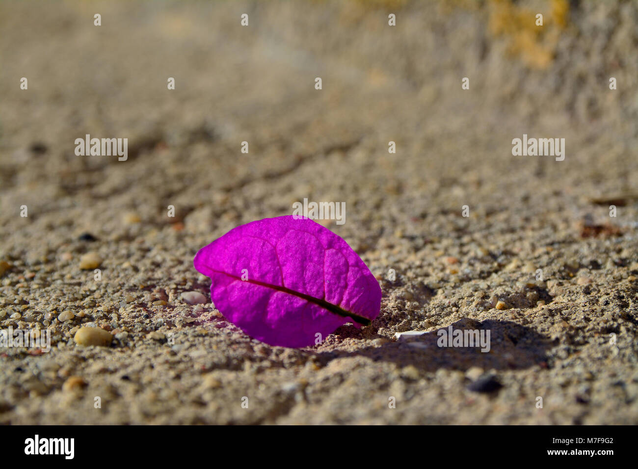 Lief on the floor Stock Photo - Alamy