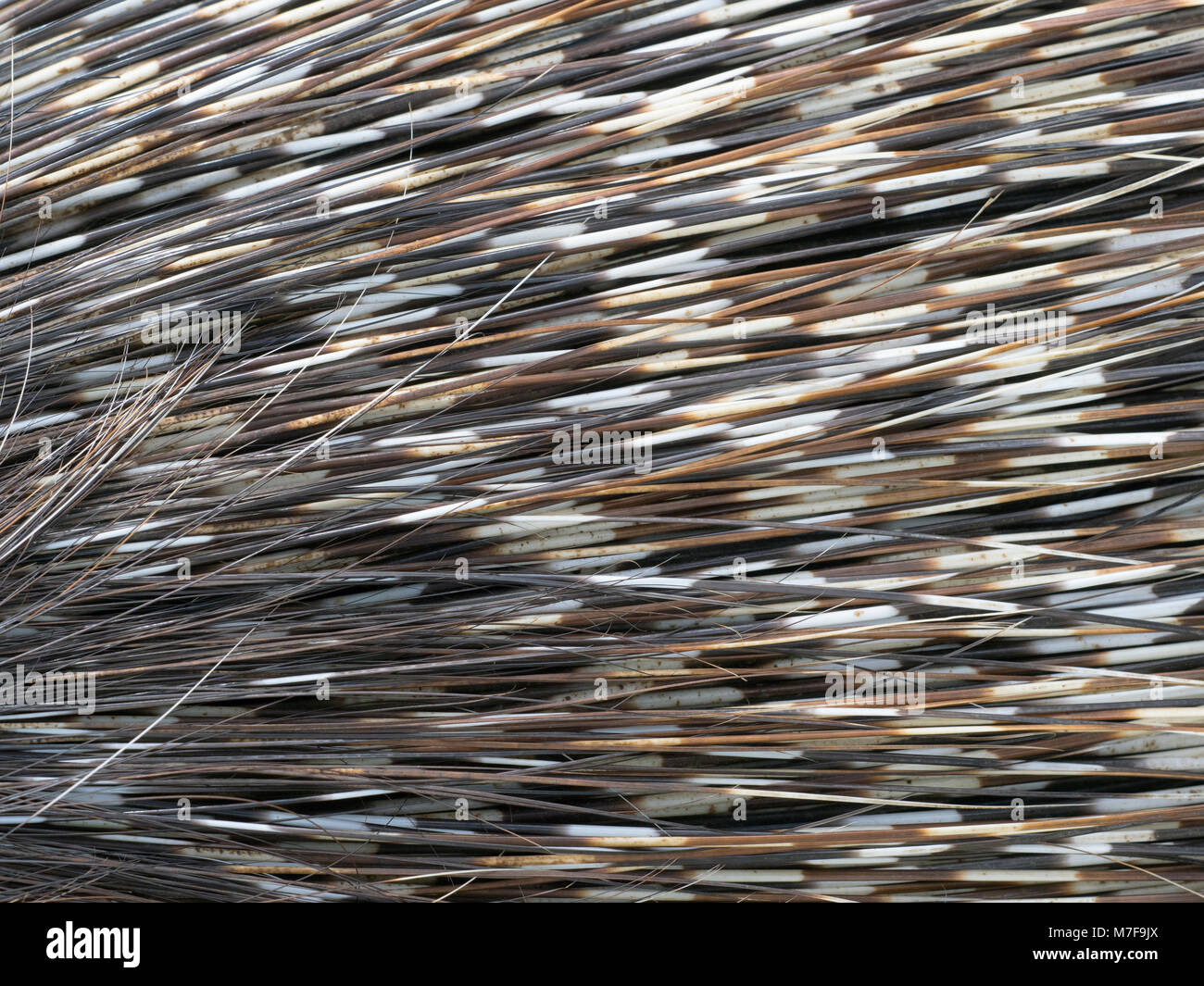 Quills are modified hair with keratin hi-res stock photography and ...