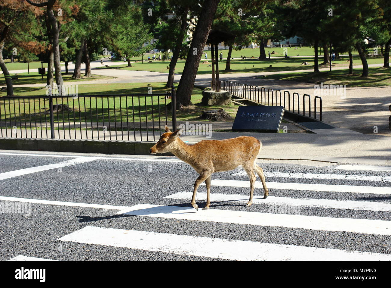 Panorama deer hi-res stock photography and images - Alamy