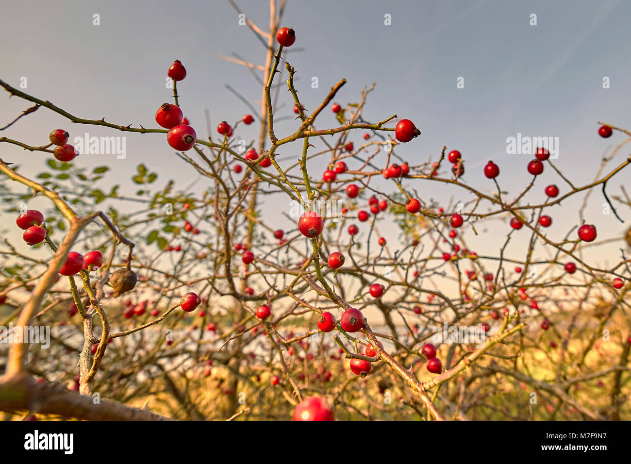 Rosehip shrub - berry red rosehip (Rose canina) above the water Stock ...