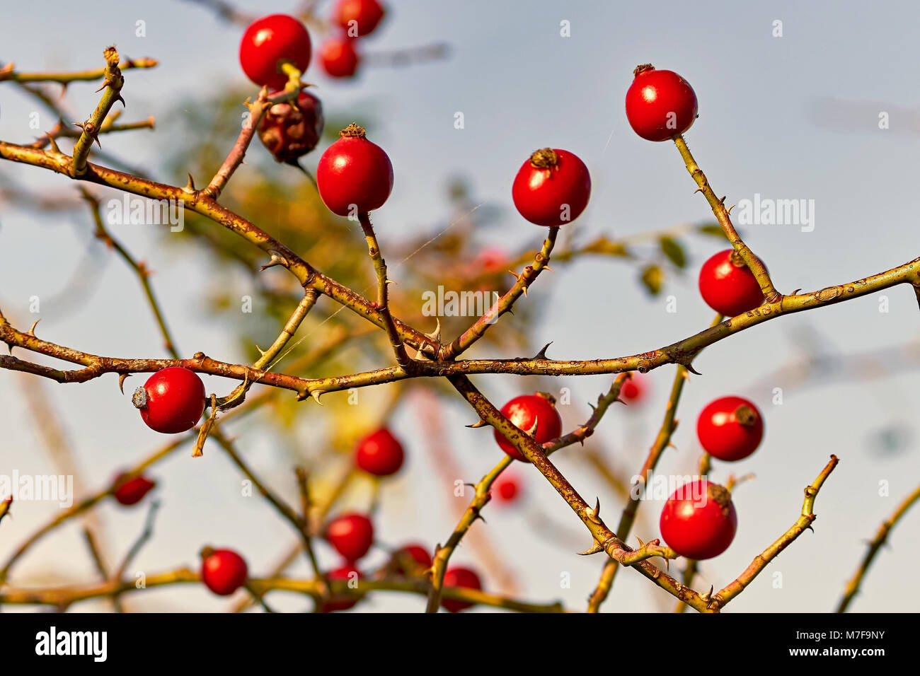 Rosehip shrub - berry red rosehip (Rose canina) above the water Stock ...