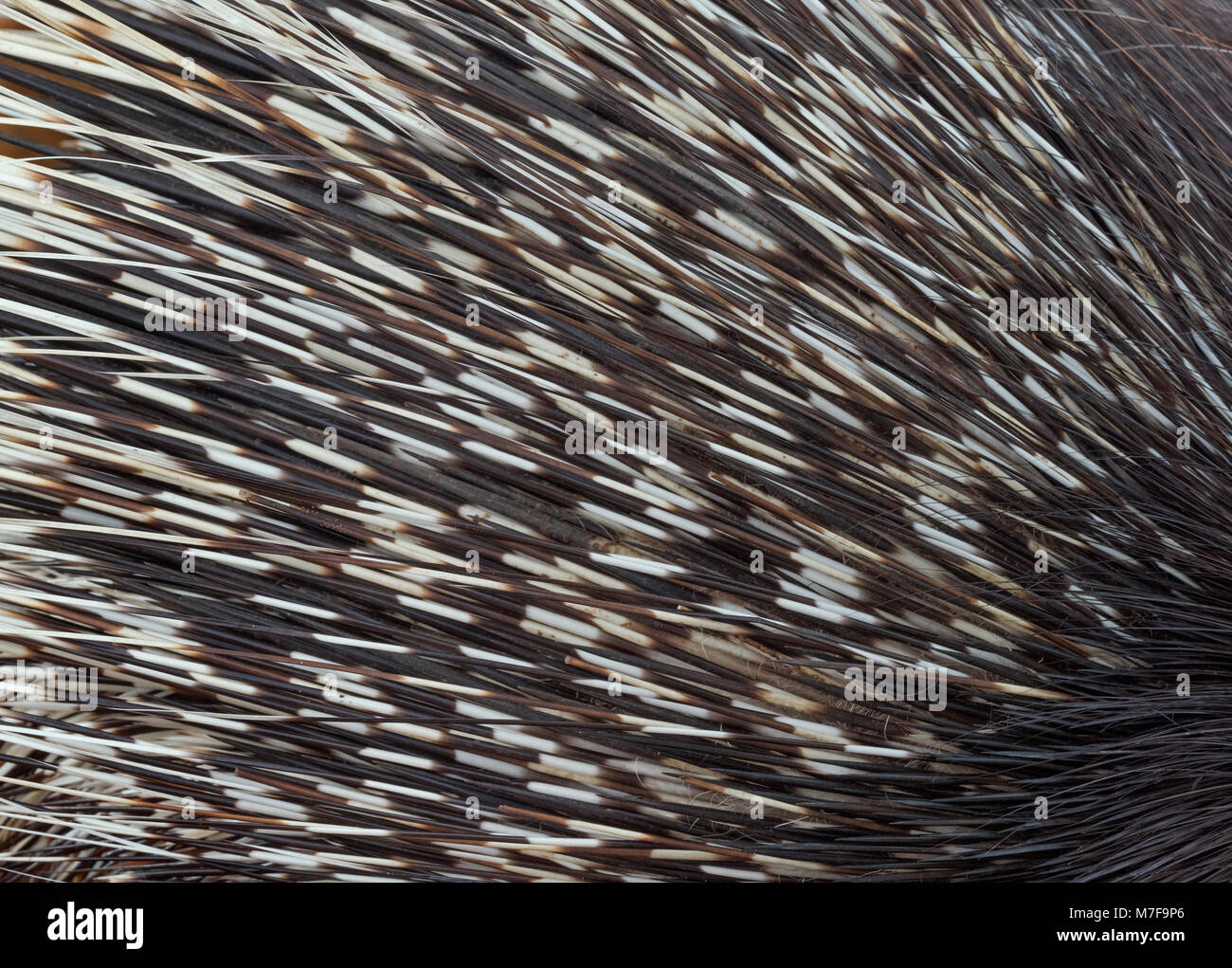 Quills Are Modified Hair With Keratin High Resolution Stock Photography ...