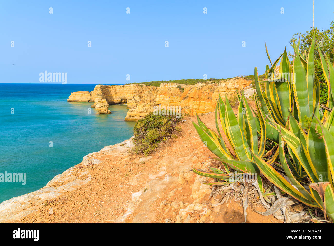 Green agave plants on cliff and view of sea near Marinha beach, Algarve ...