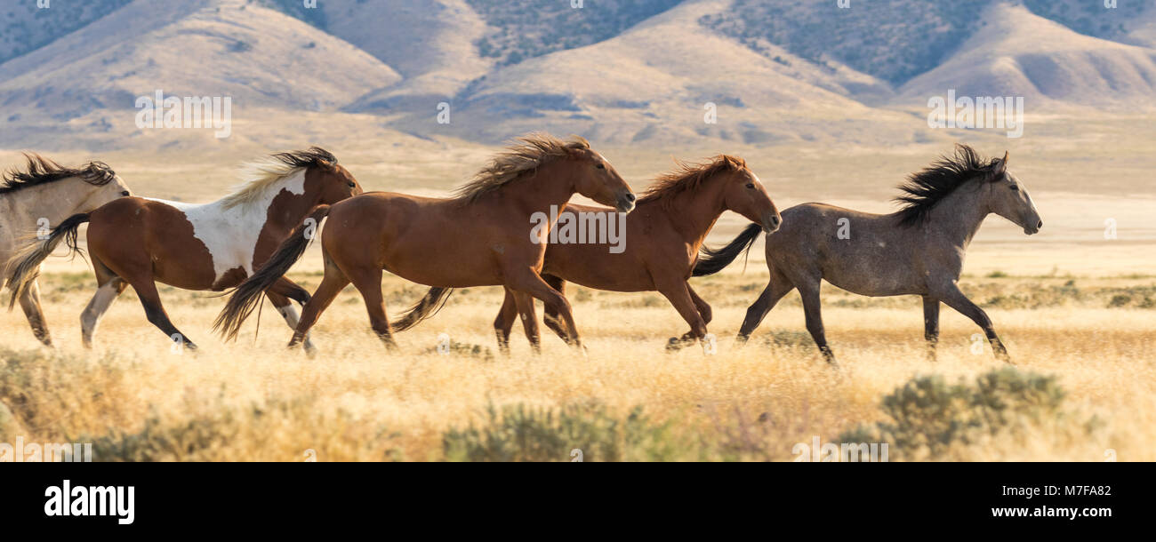 Wild Horses in the Utah Desert Stock Photo - Alamy