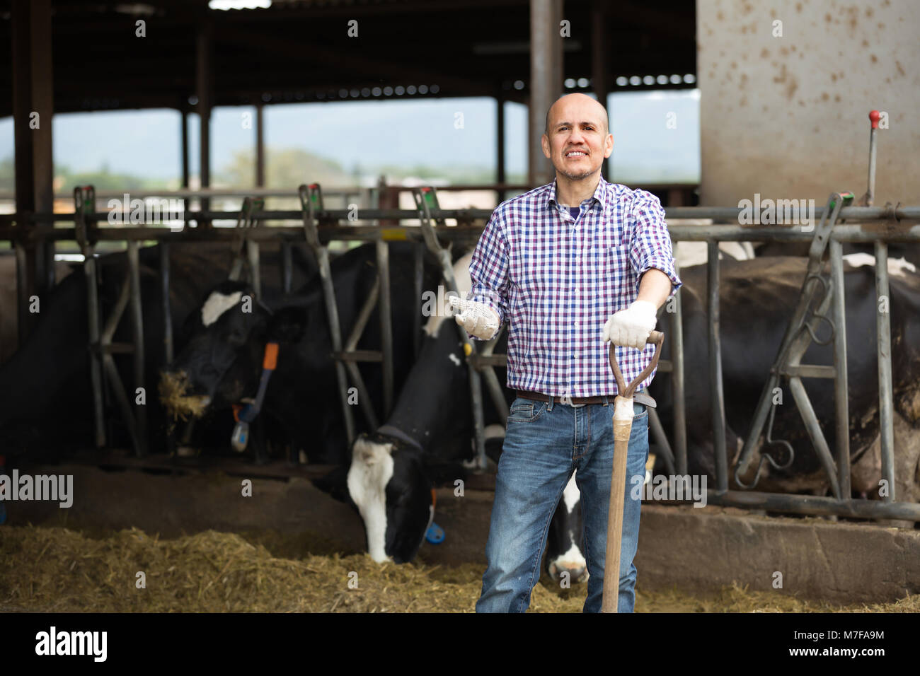 Positive man farm worker feeding cows with hay in hangar Stock Photo ...