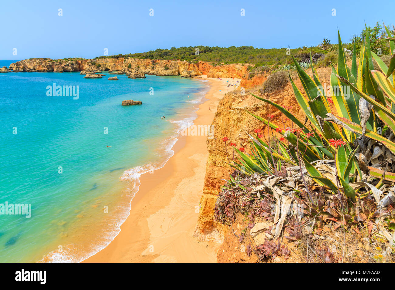 Green agave plants on cliff and view of sea with beach, Algarve ...