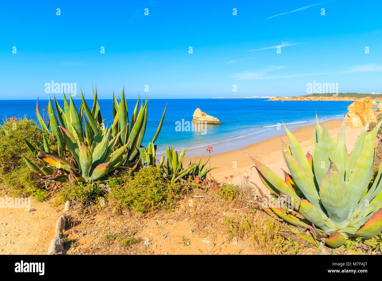 Green agave plants on cliff and view of sea with beach in Portimao town ...