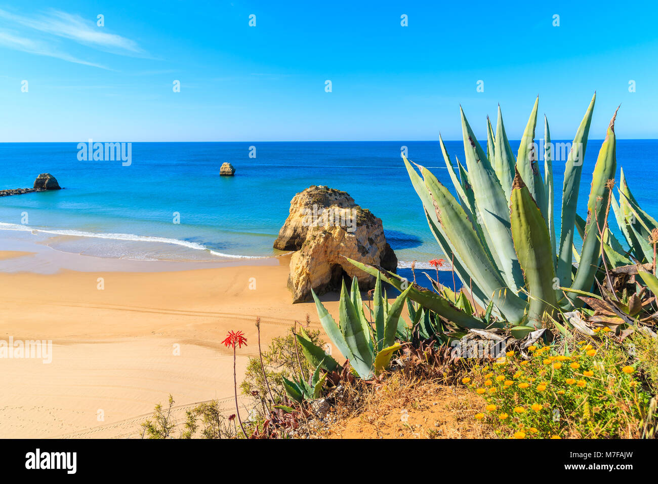 Green agave plants on cliff and view of sea with beach in Portimao town ...