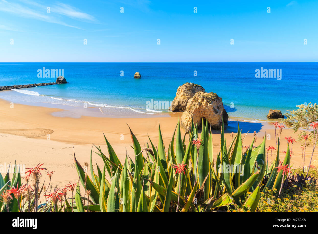 Green agave plants on cliff and view of sea with beach in Portimao town ...