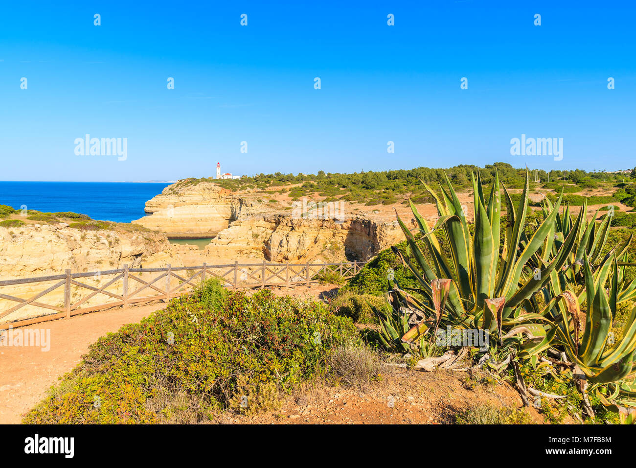 Agave plant on coastal hi-res stock photography and images - Alamy