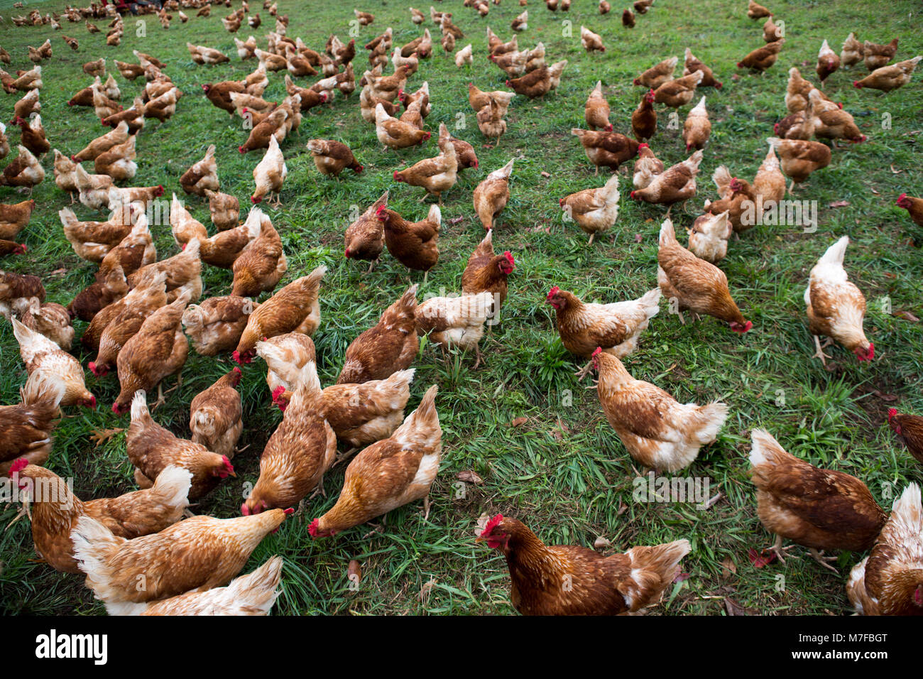 Chicken on a farm with a dog looking after them Stock Photo - Alamy