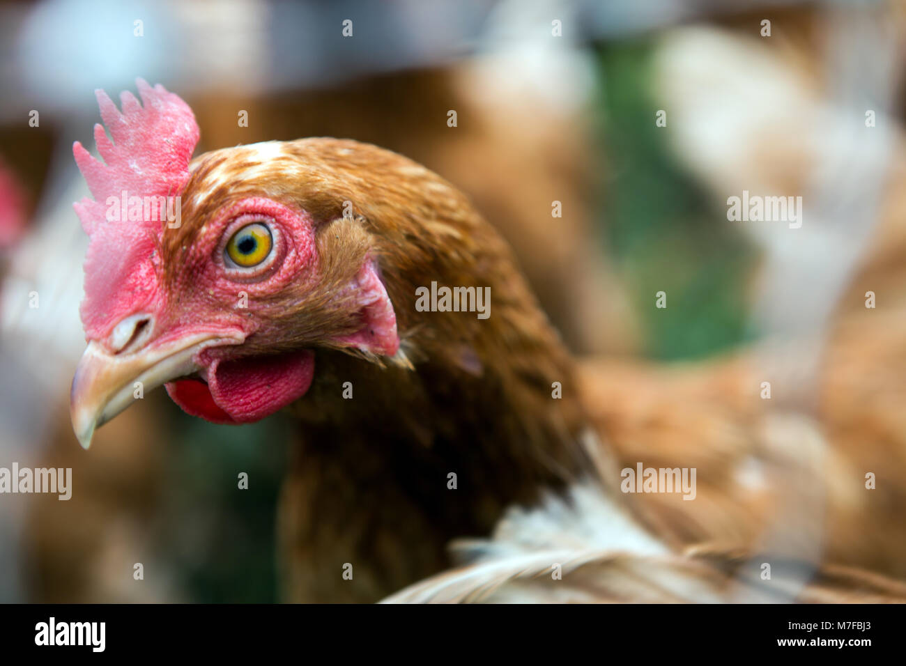 Chicken on a farm with a dog looking after them Stock Photo - Alamy