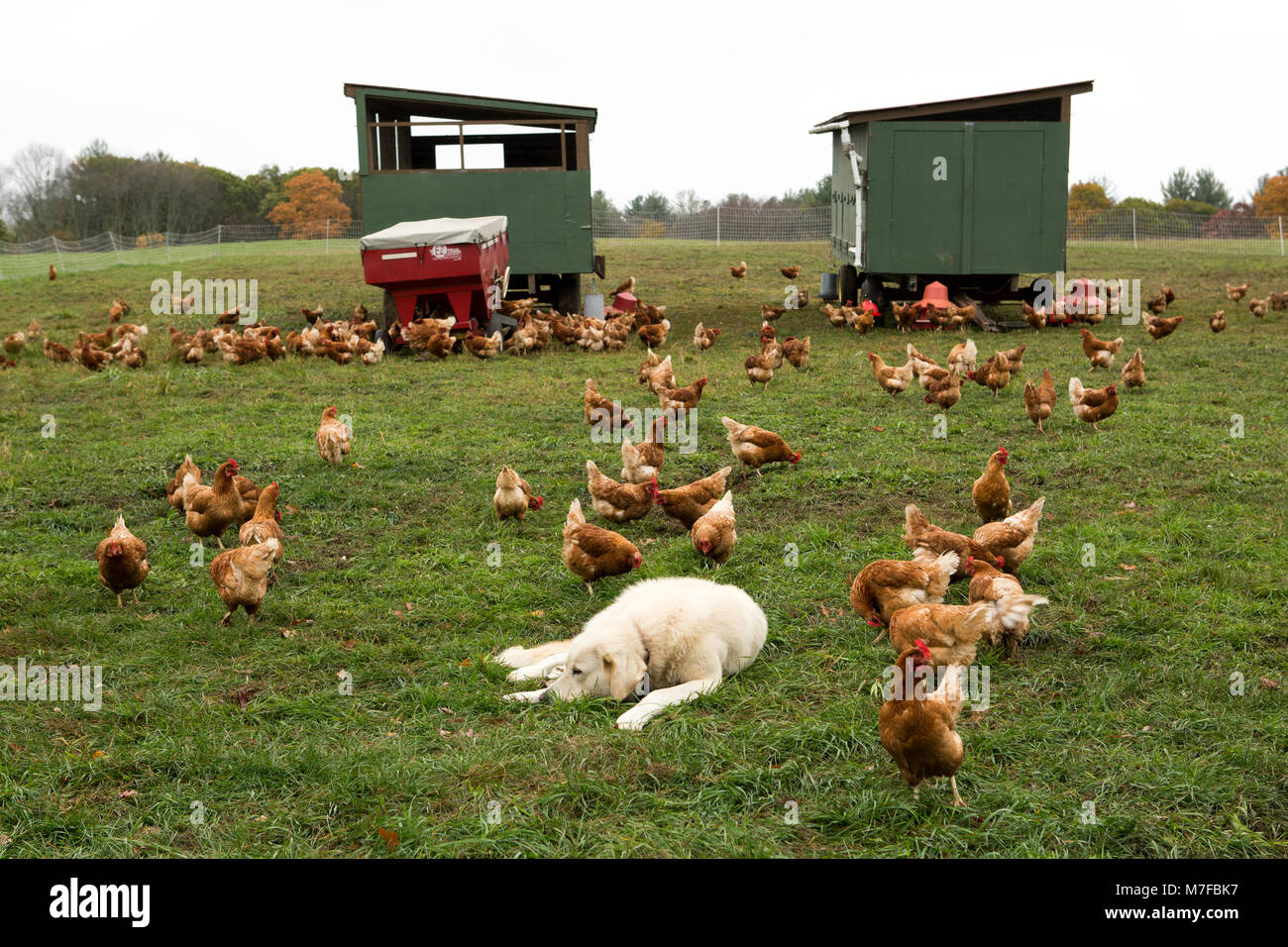 Chicken on a farm with a dog looking after them Stock Photo - Alamy