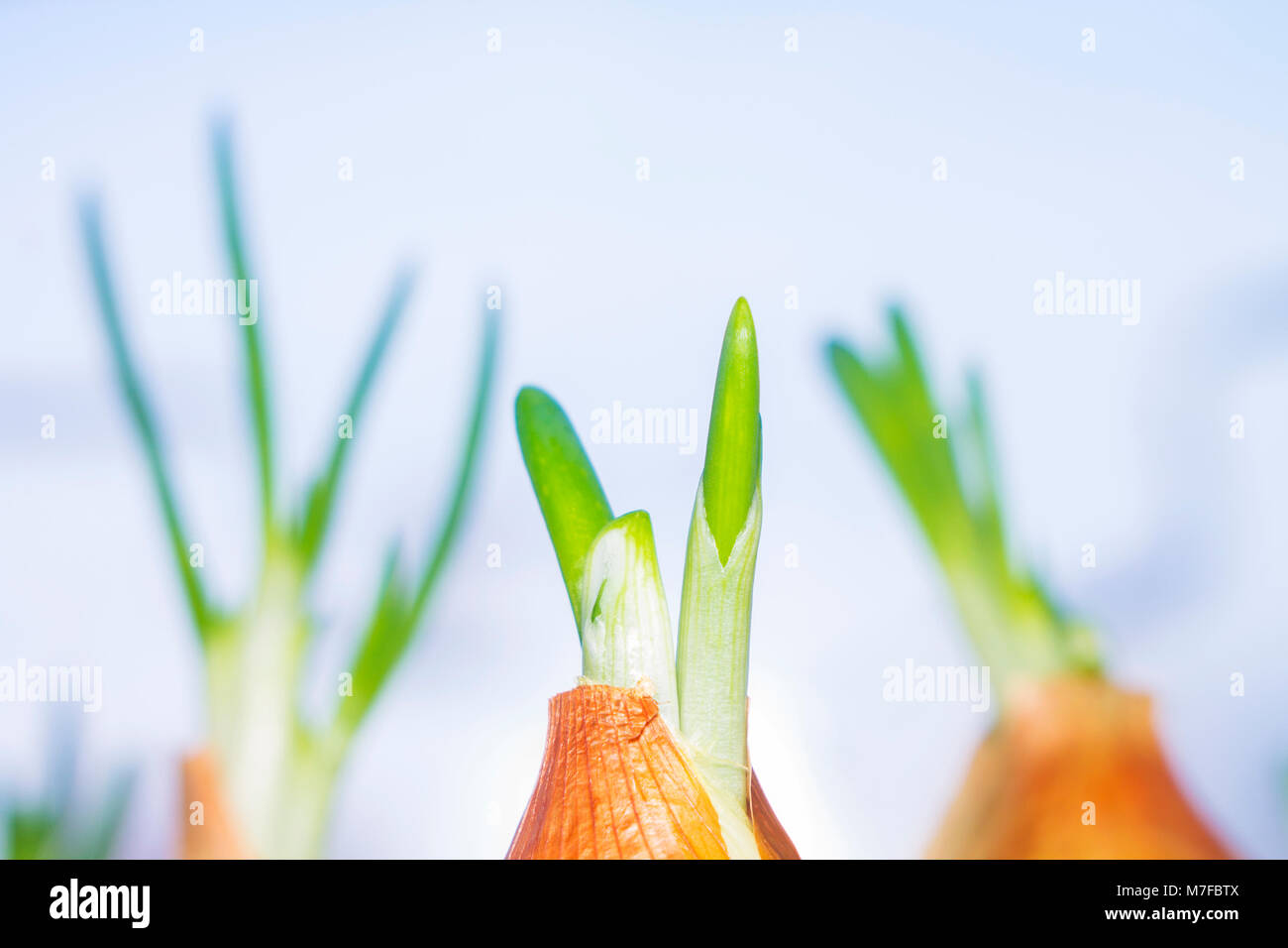 The first spring green shoots of green onions grow against the blue sky ...