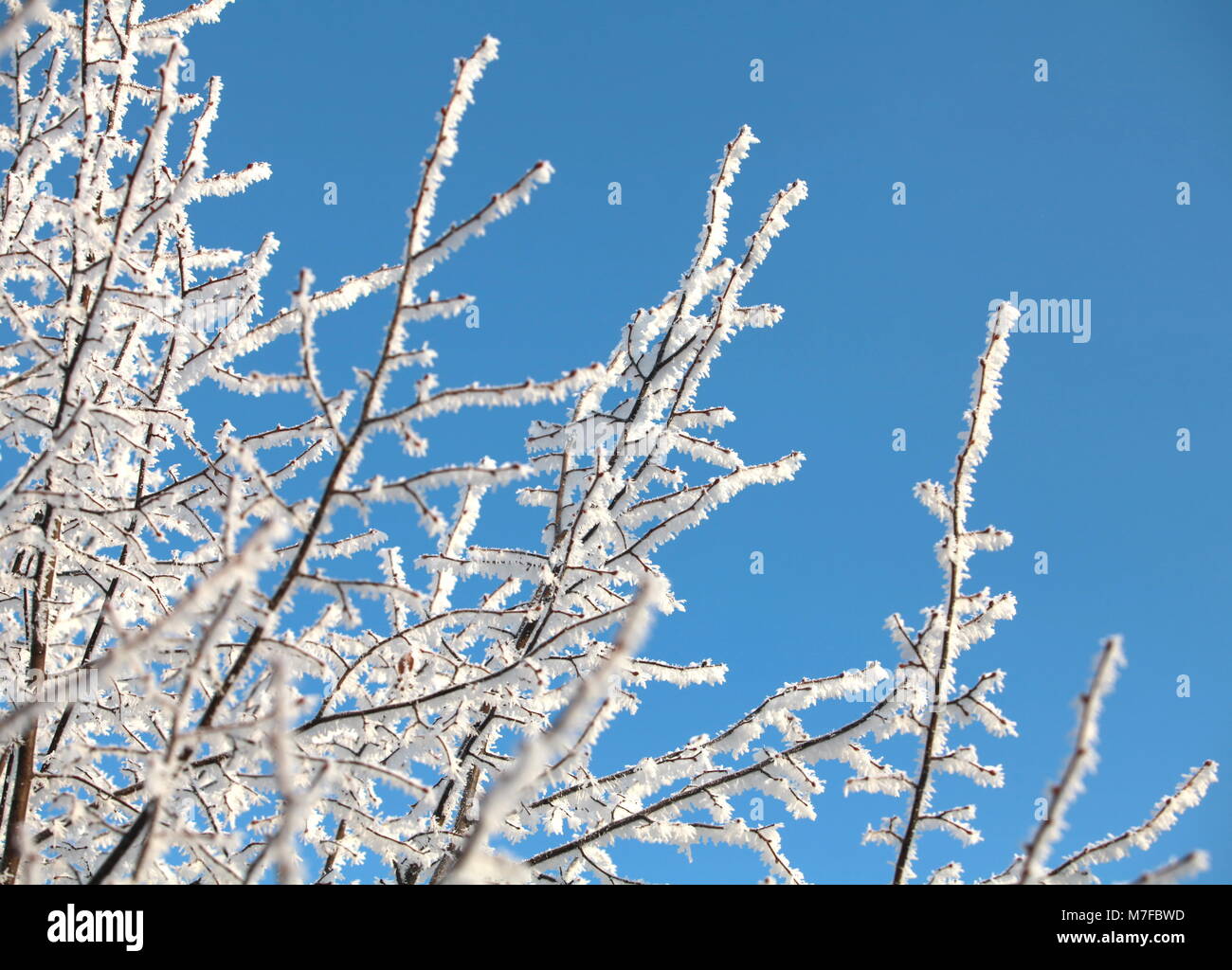 Frost covered tree against clear hi-res stock photography and images ...