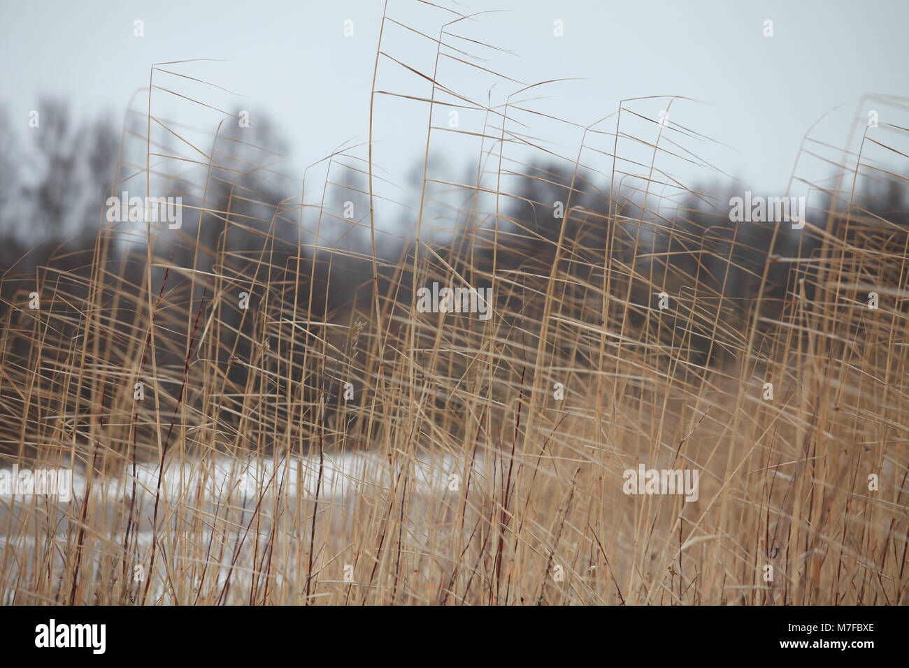 Snow sedges winter hi-res stock photography and images - Alamy